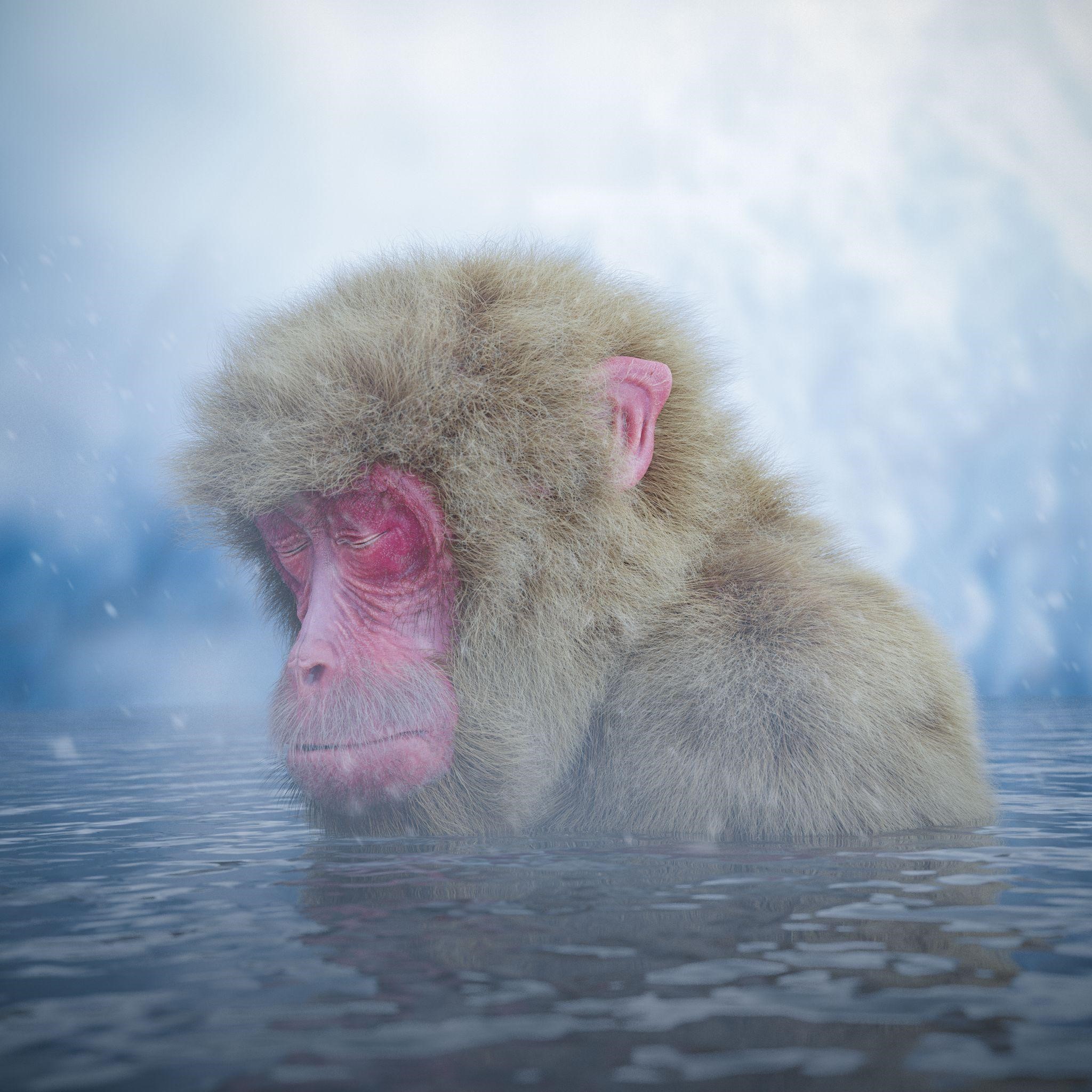 Sleeping Monkey